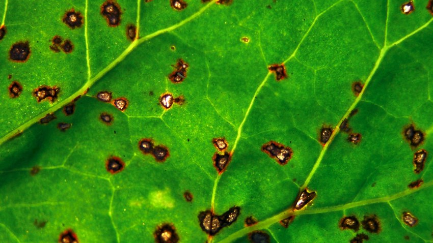 Cercóspora - BASF Agricultural Solutions España