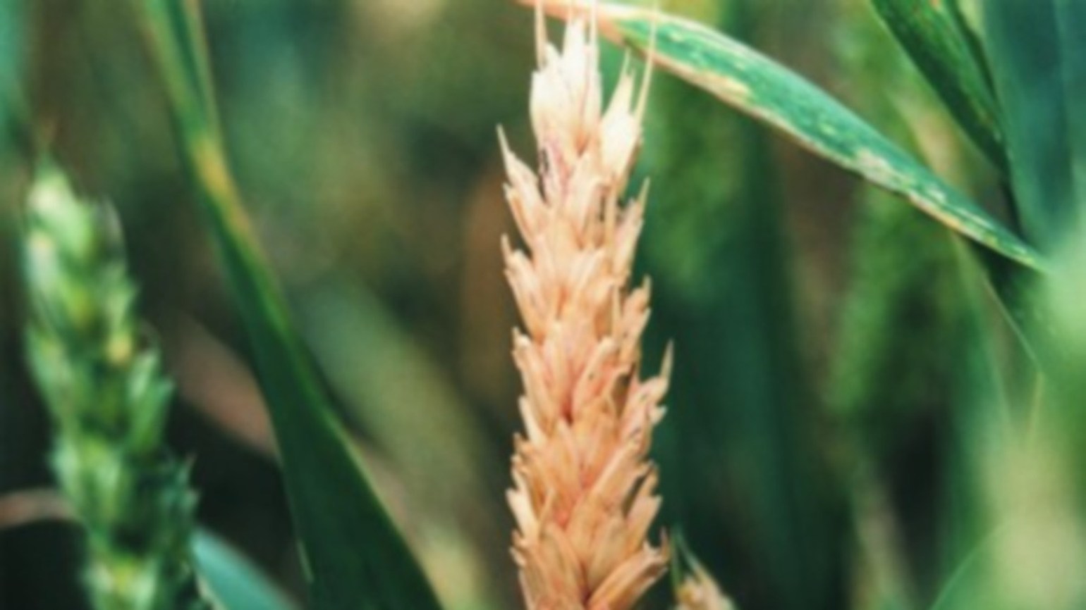 Fusariosis - BASF Agricultural Solutions España