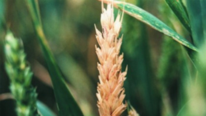 Fusariosis - BASF Agricultural Solutions España