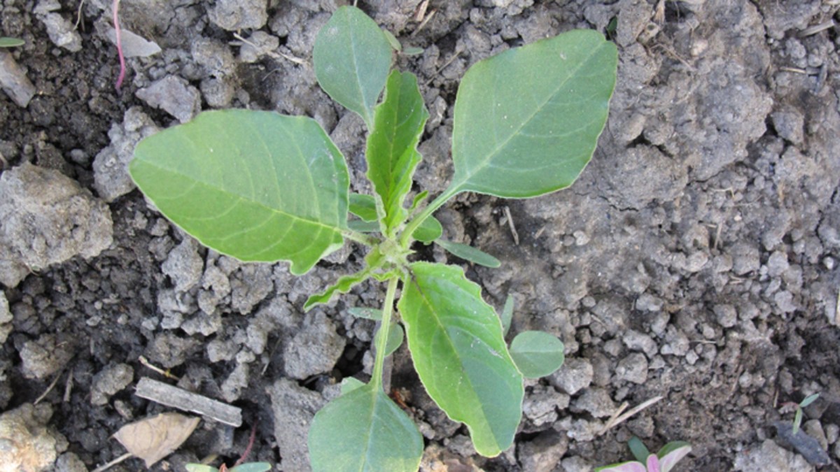 Bledo Rojo - BASF Agricultural Solutions España