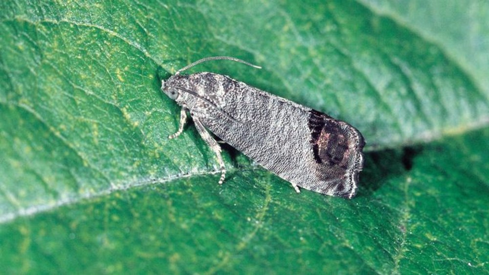 Polilla del manzano - BASF Agricultural Solutions España