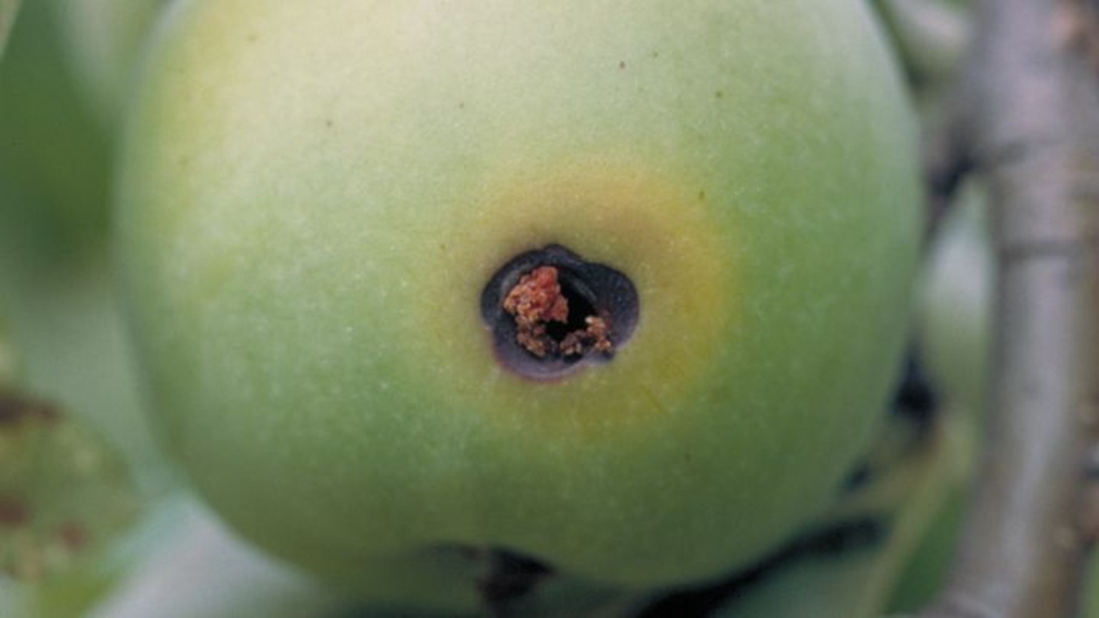 Polilla del manzano - BASF Agricultural Solutions España