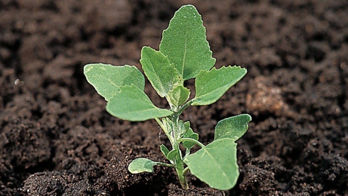 Cenizo - BASF Agricultural Solutions España