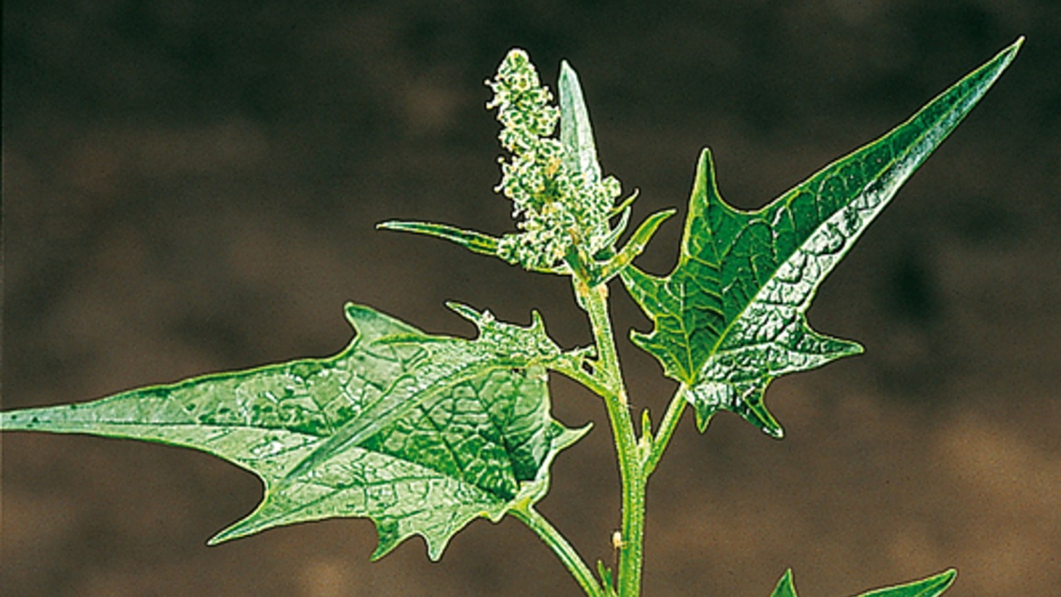 Chenopodium - BASF Agricultural Solutions España