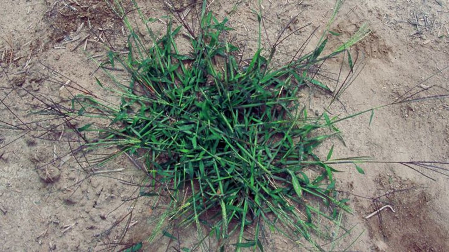 Digitaria - BASF Agricultural Solutions España