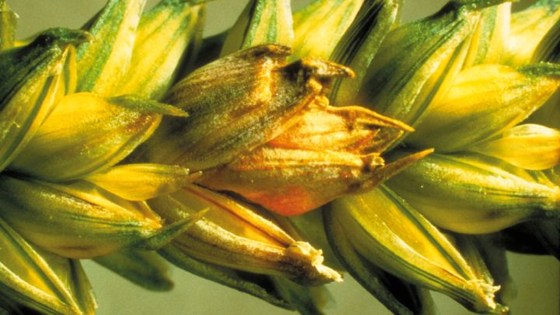 Fusarium - BASF Agricultural Solutions España