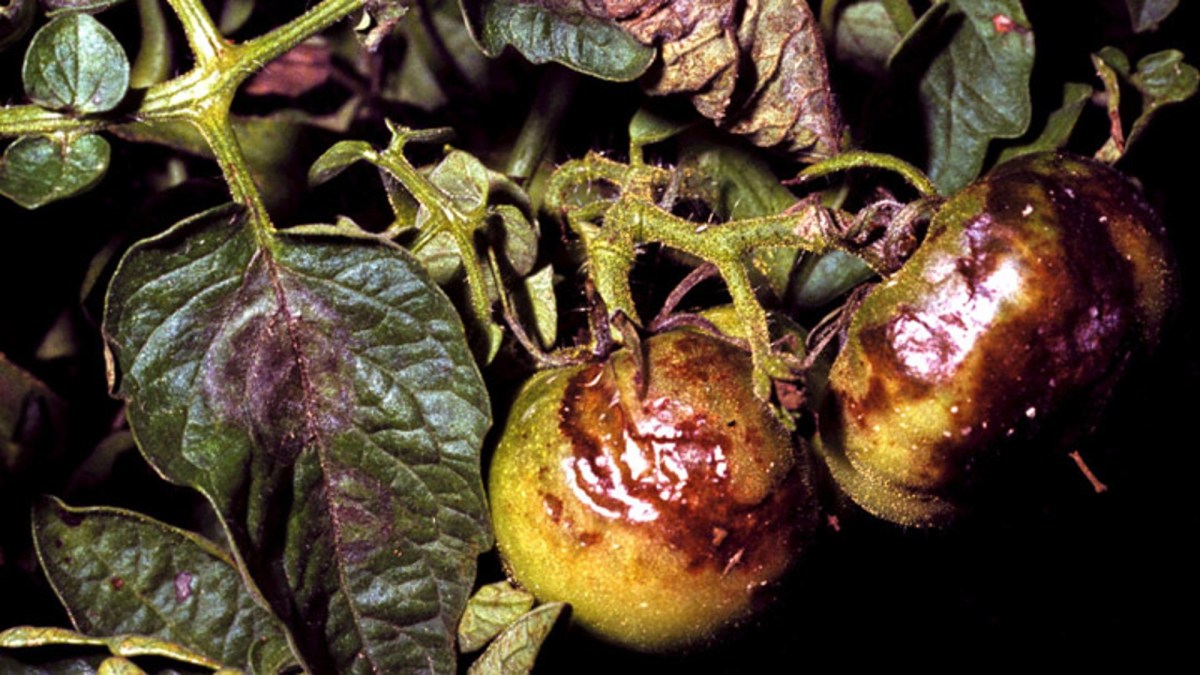 Mildiu de la patata - BASF Agricultural Solutions España