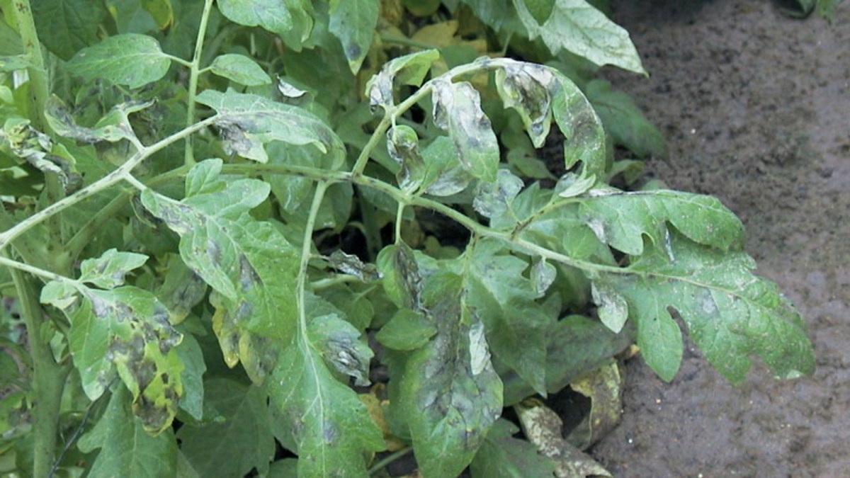 Mildiu de la patata - BASF Agricultural Solutions España