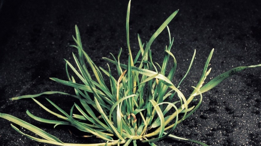 Poa anual - BASF Agricultural Solutions España