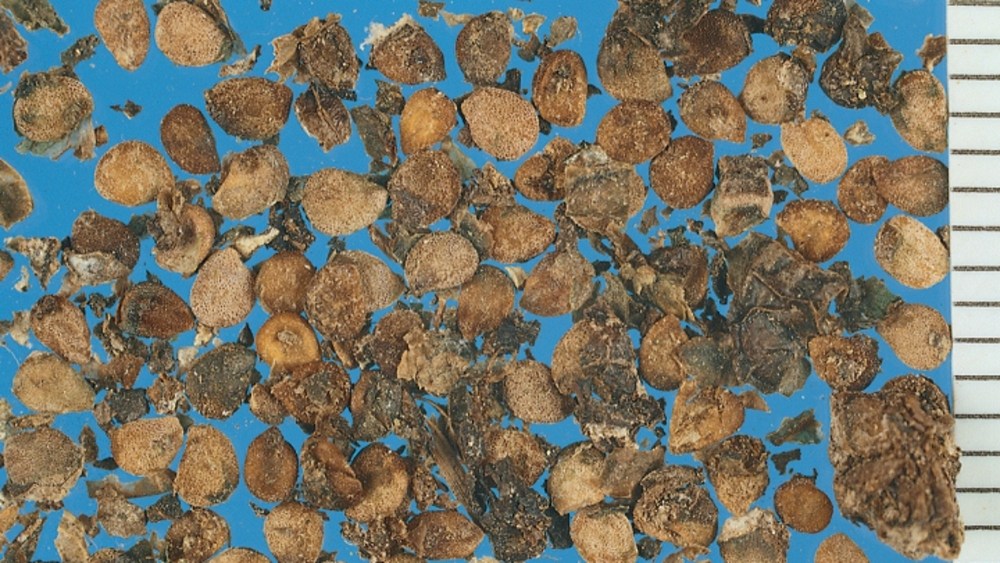 Hierba mora - BASF Agricultural Solutions España