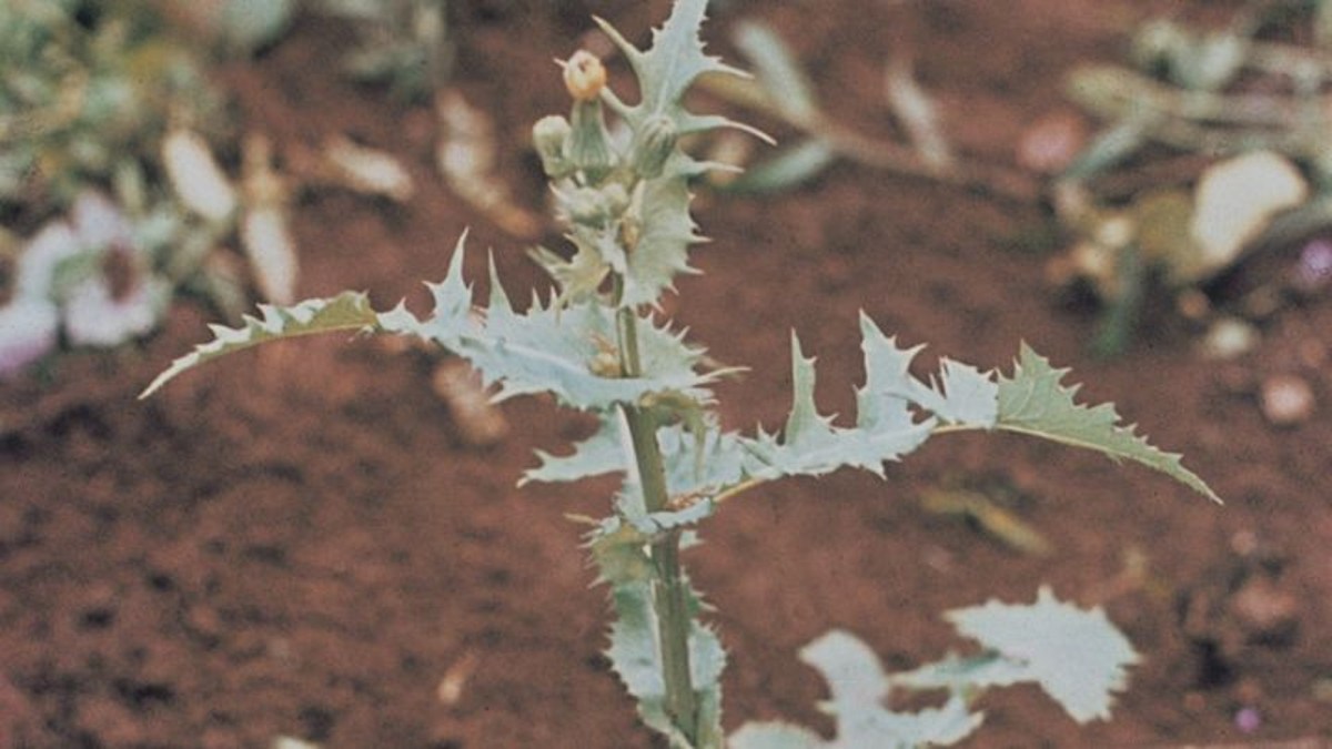 Cerraja - BASF Agricultural Solutions España