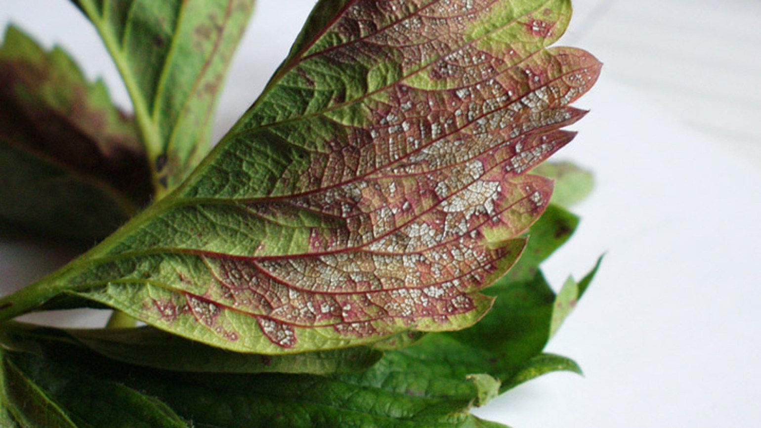 Podosphaera macularis - BASF Agricultural Solutions España