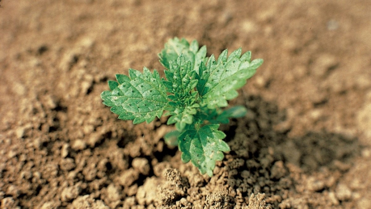 Ortiga menor - BASF Agricultural Solutions España